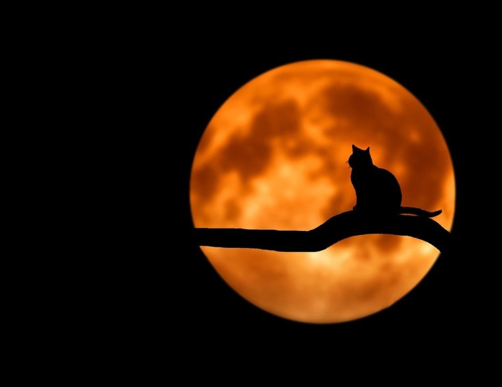 Katzen in der Kultur: Mehr als nur Haustiere - KATZEN.NET